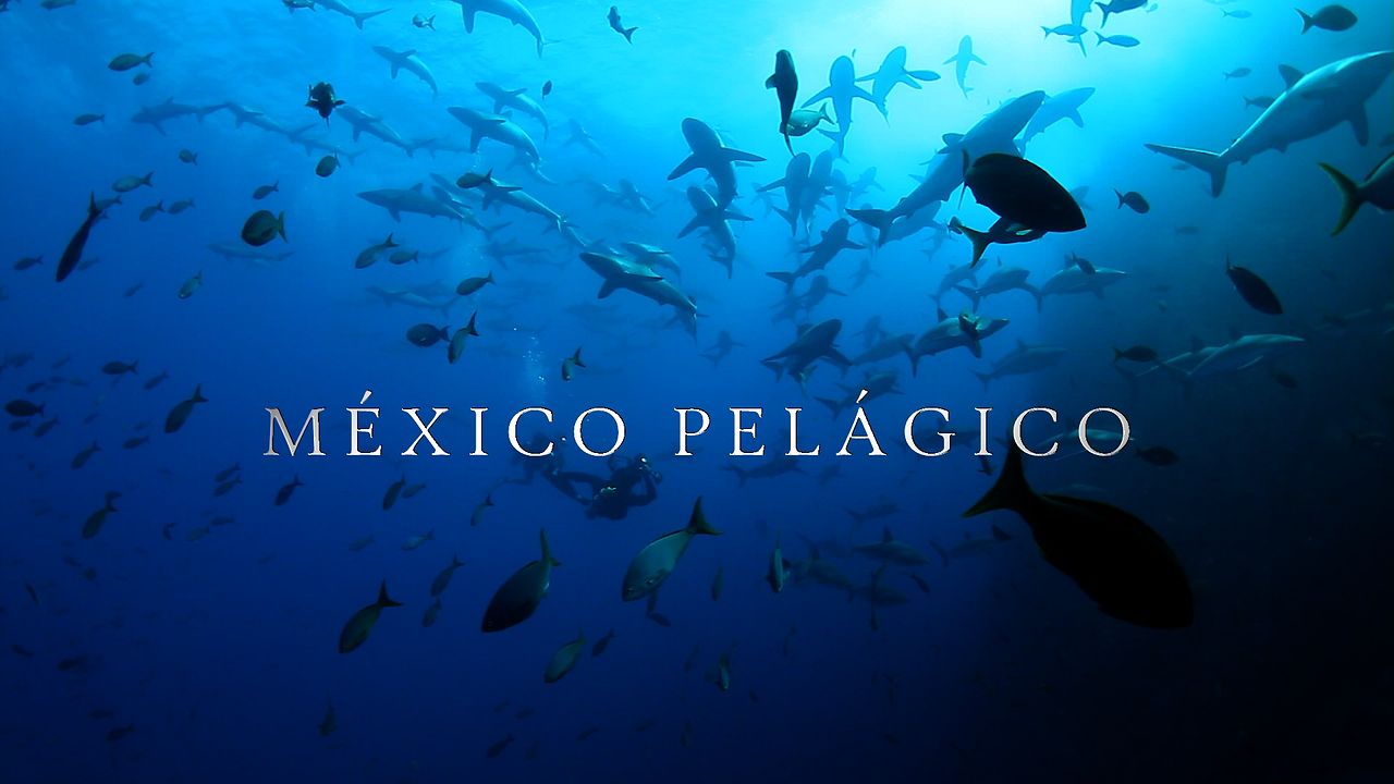 Pelagic Life - Heroes of the Sea