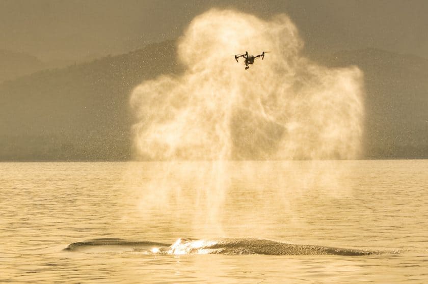 SnotBot - Heroes of the Sea