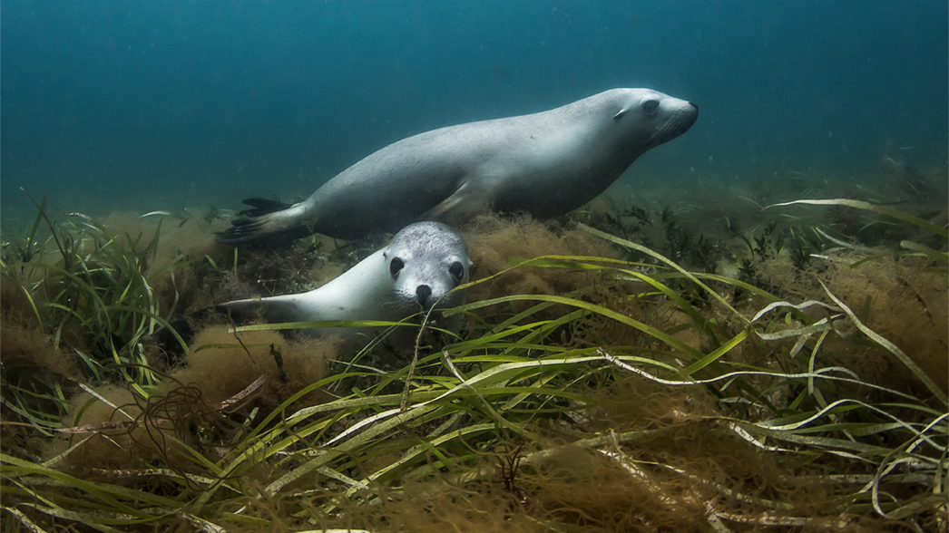 Project Seagrass - Heroes of the Sea