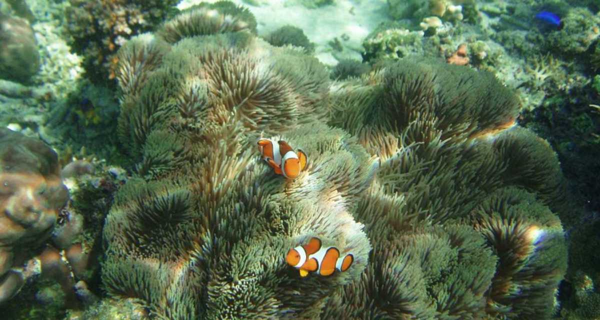 Lighthouse Foundation - Heroes of the Sea